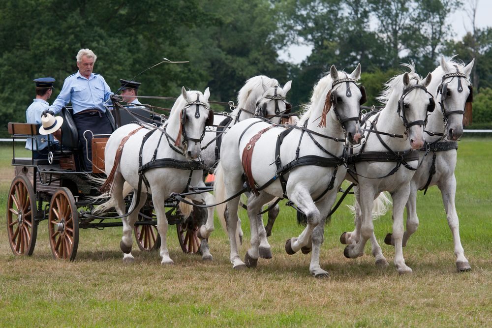 Kladruby nad Labem – poznejte domov národního plemena koní s krajinou v ...